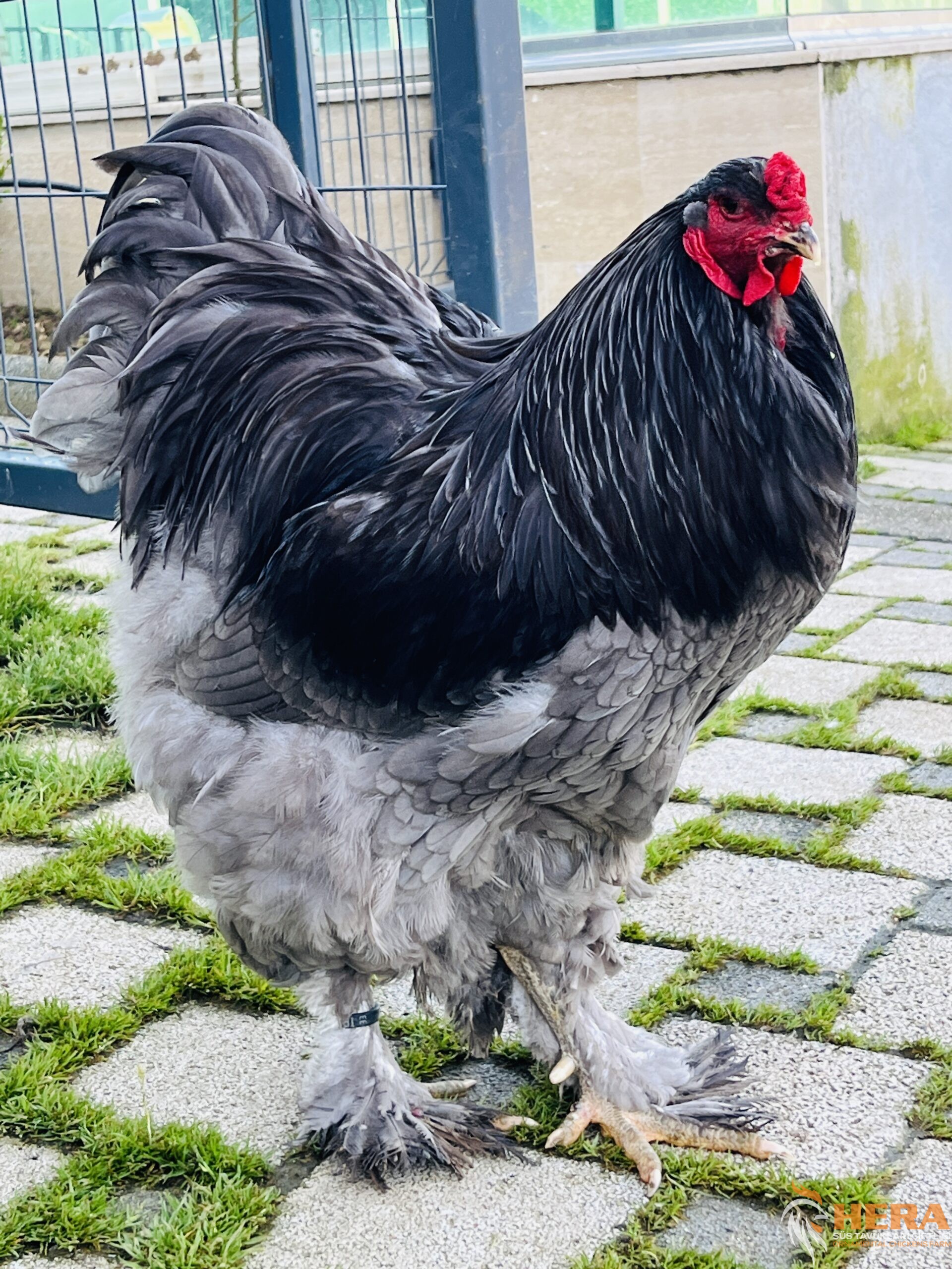 Hera Süs Tavukları Standard Kümes Hayvanları Üretimi ve Kümes ...